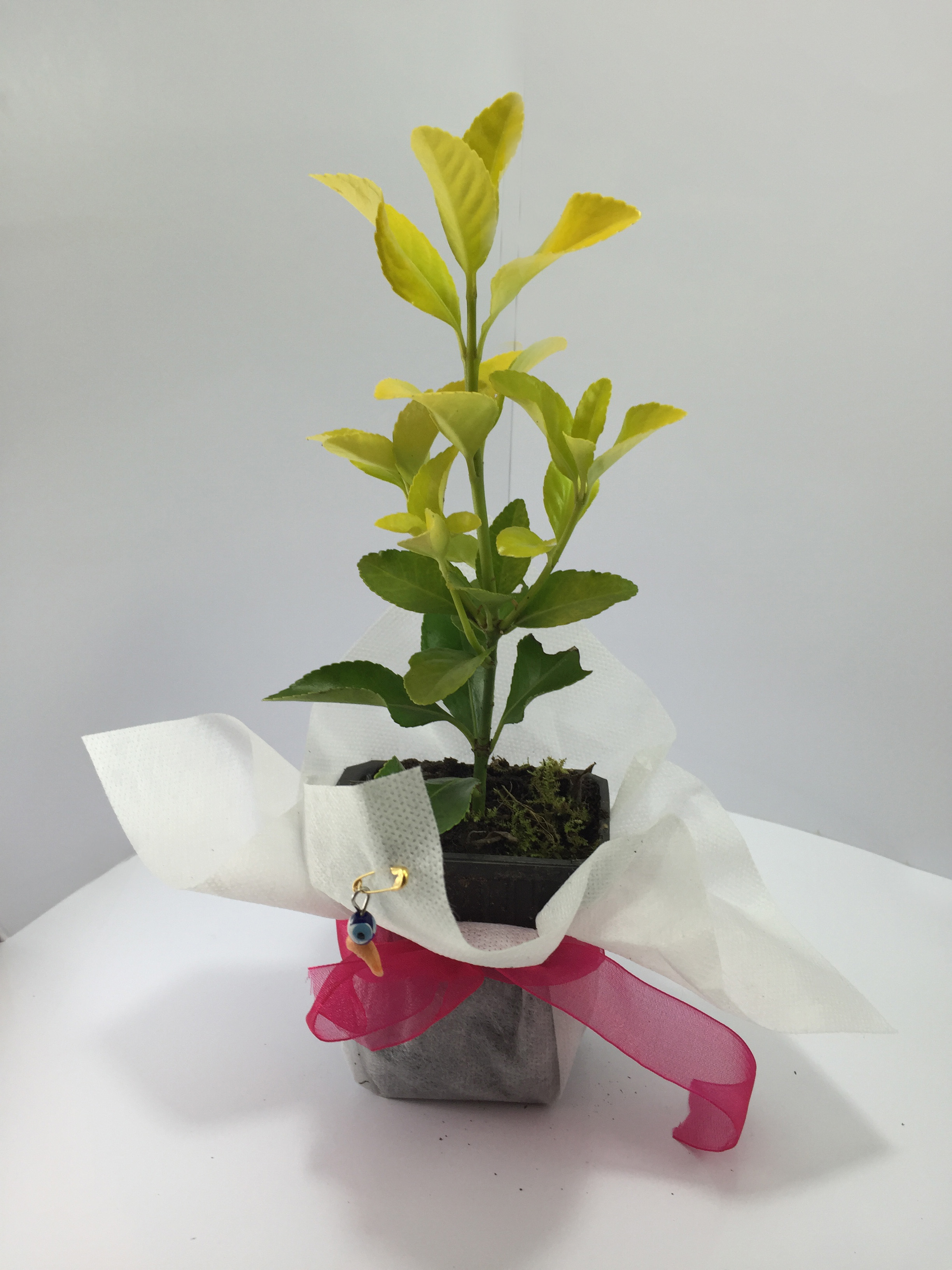 Altuni Taflan - Nikah Fidanı - Nikah Şekeri - Promosyon Fidan